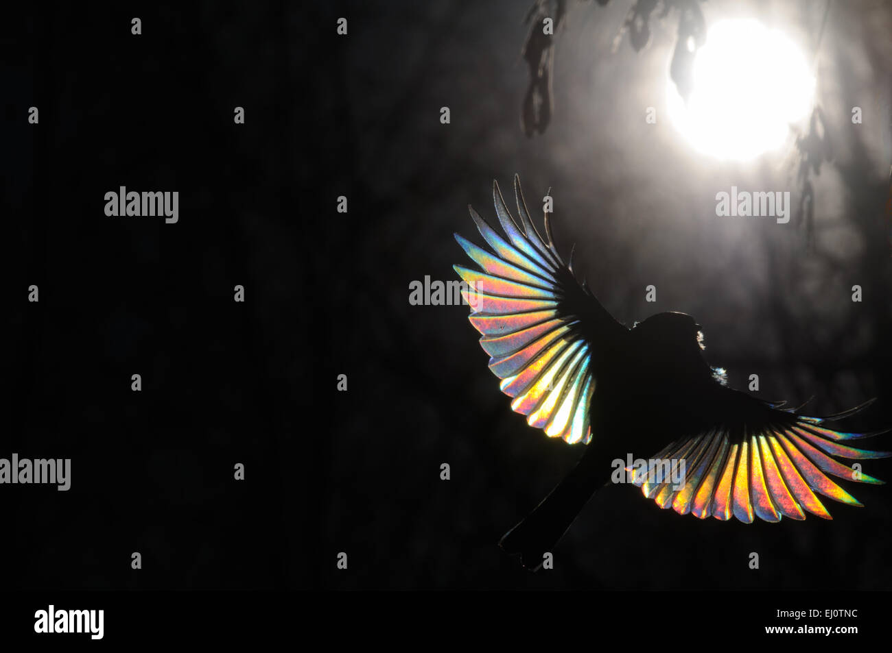 Flying natural firebird Stock Photo - Alamy