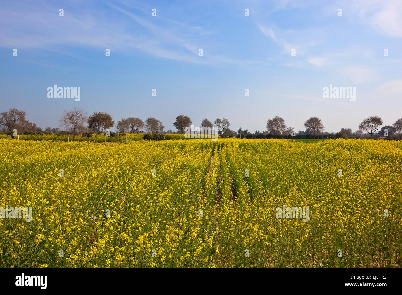 Fields of flowering mustard crops in a Punjabi landscape under a blue ...