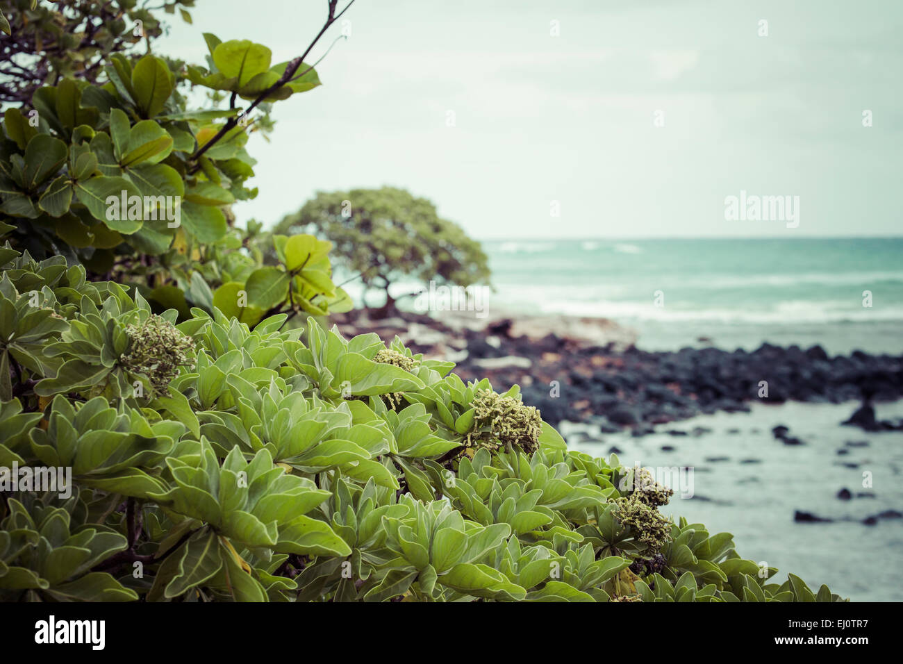 Coconut Palm tree on the sandy beach in Hawaii, Kauai Stock Photo - Alamy
