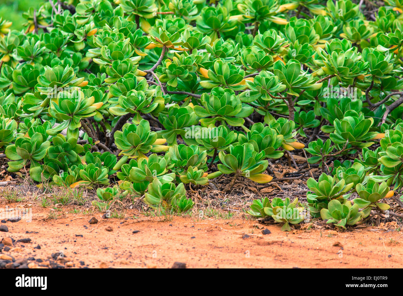 Green plants on Hawaii, USA Stock Photo - Alamy