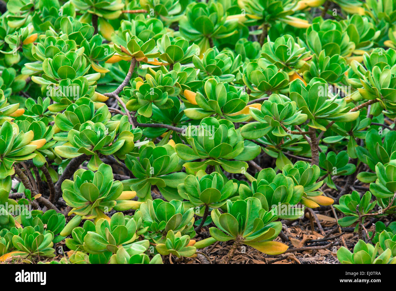 Hawaii flowers surf hi-res stock photography and images - Alamy