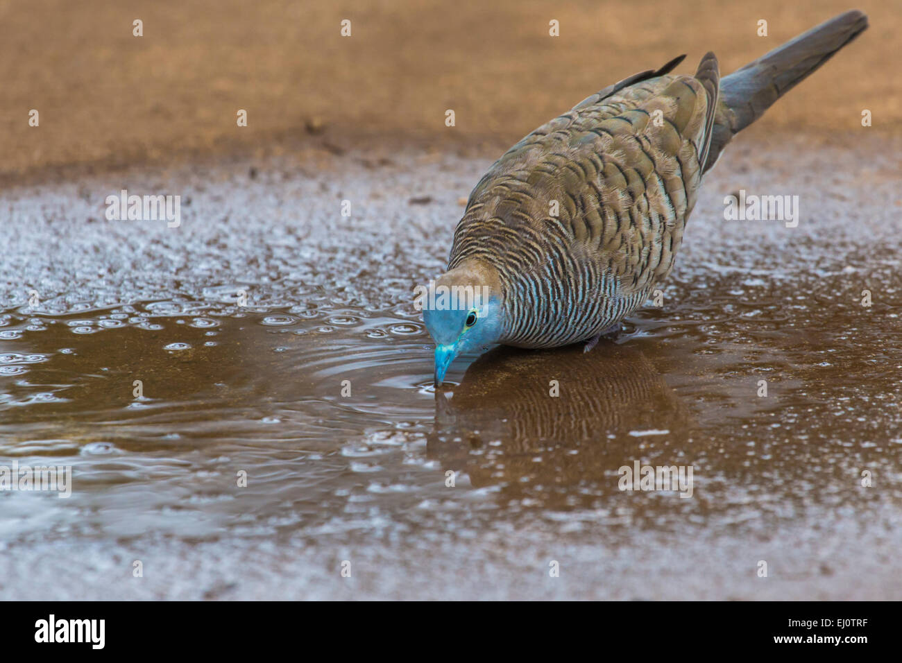 Zebra Dove (Geopelia striata) in nature, Hawaii, USA Stock Photo - Alamy