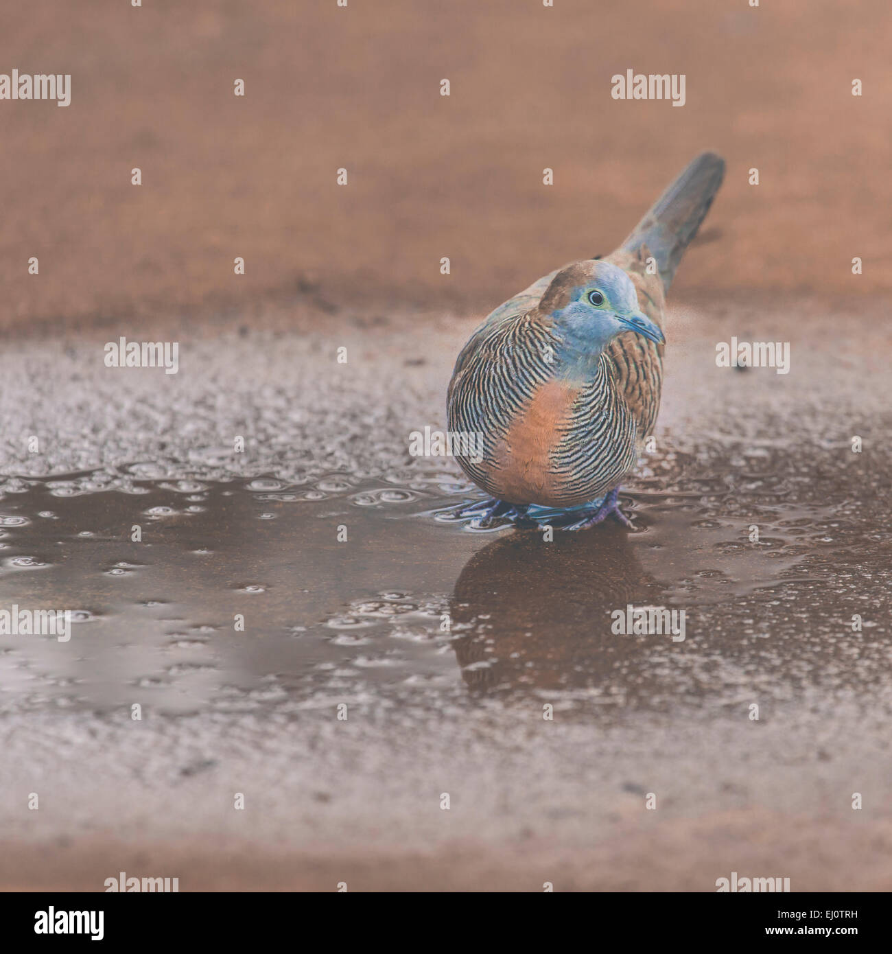 Zebra dove hawaii hi-res stock photography and images - Alamy