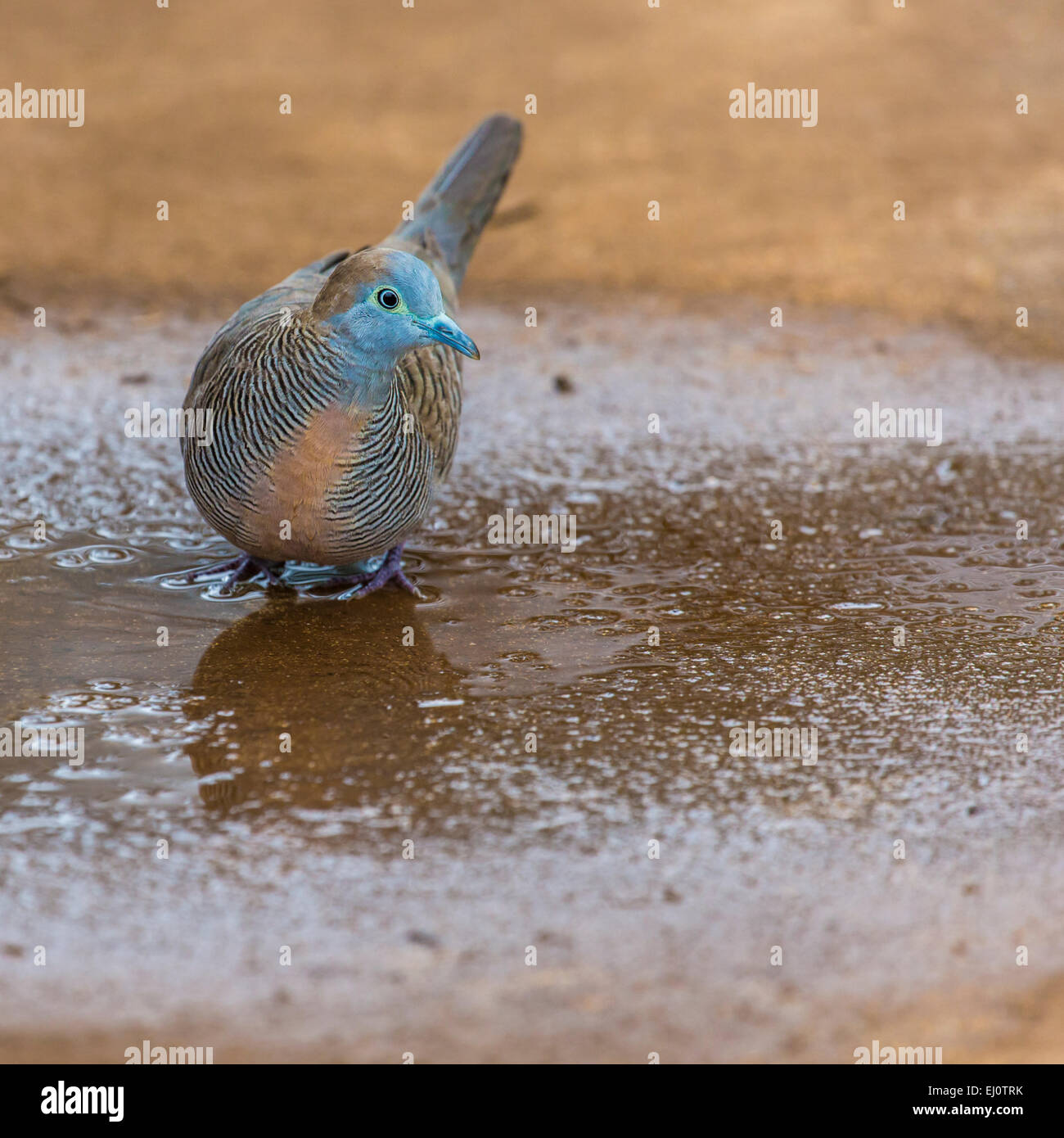 Zebra Dove (Geopelia striata) in nature, Hawaii, USA Stock Photo - Alamy