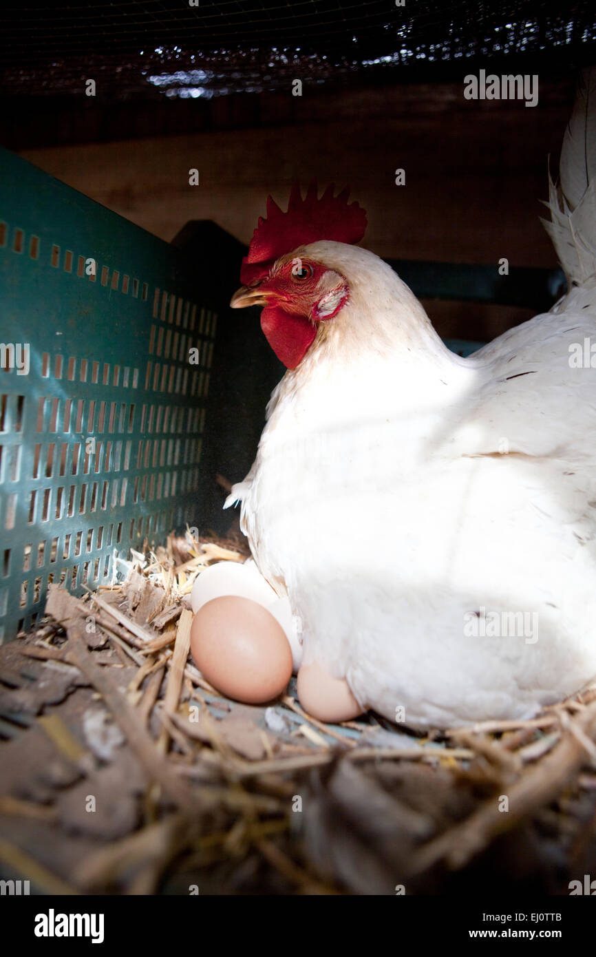 White hen hi-res stock photography and images - Alamy