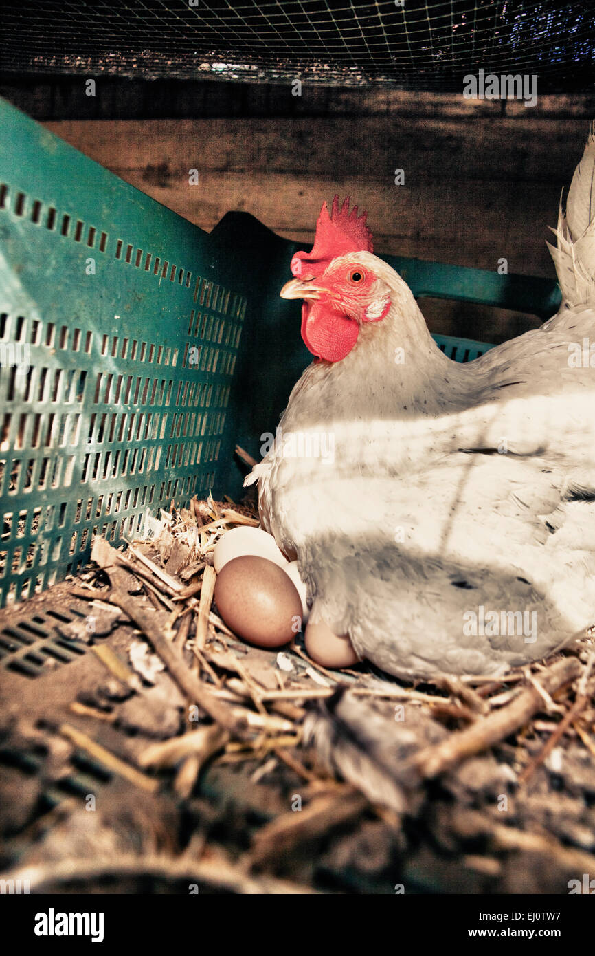 White hen hi-res stock photography and images - Alamy