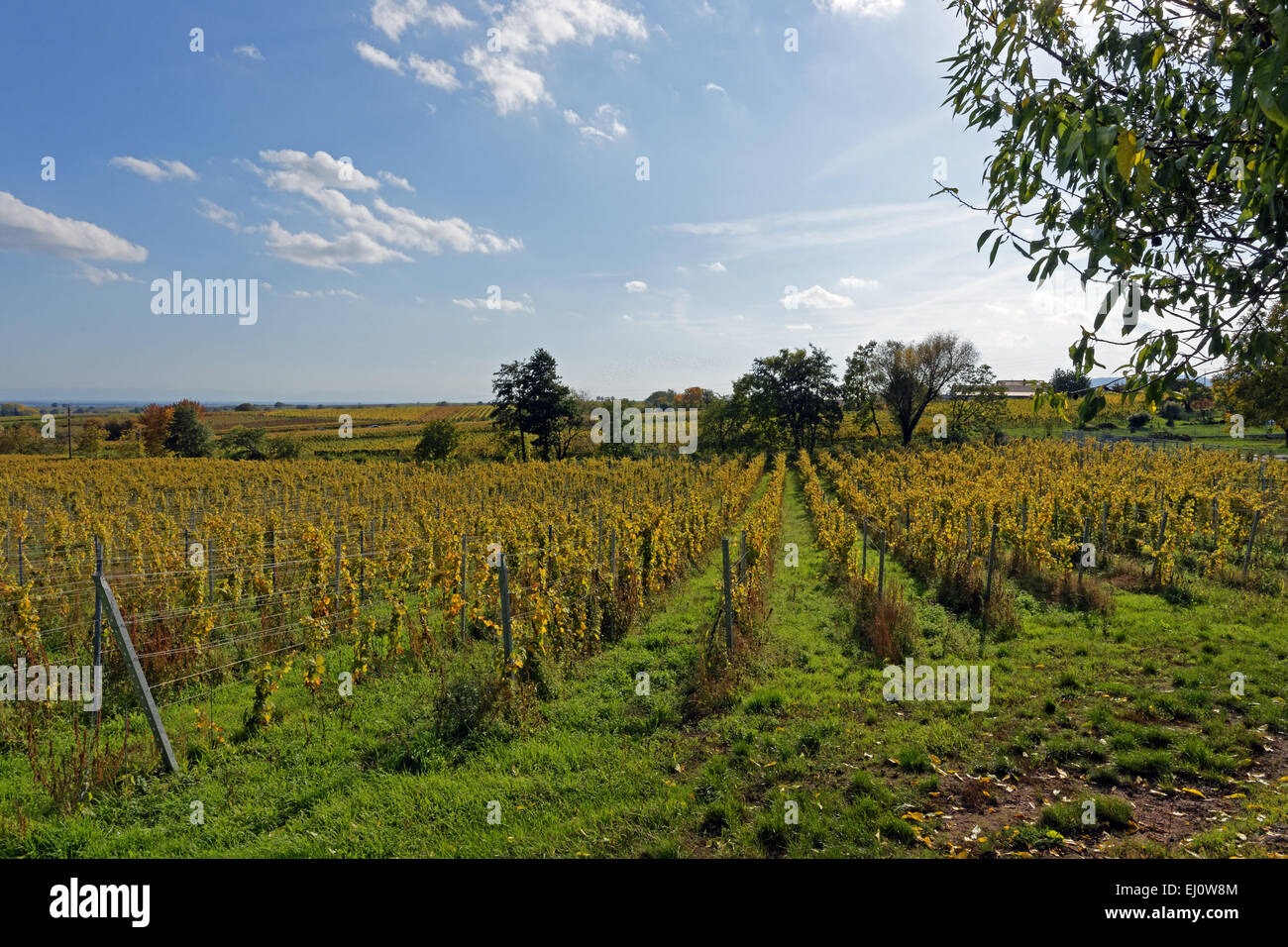 Europe, Germany, Europe, Rhineland-Palatinate, Burrweiler, wine route ...