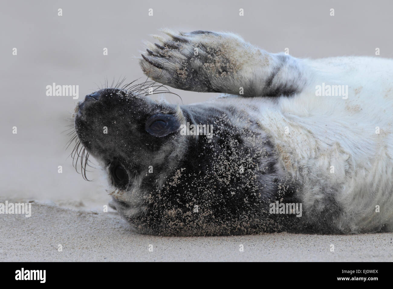 Baby animal, Germany, Europe, fur change, fin, Halichoerus grypus ...