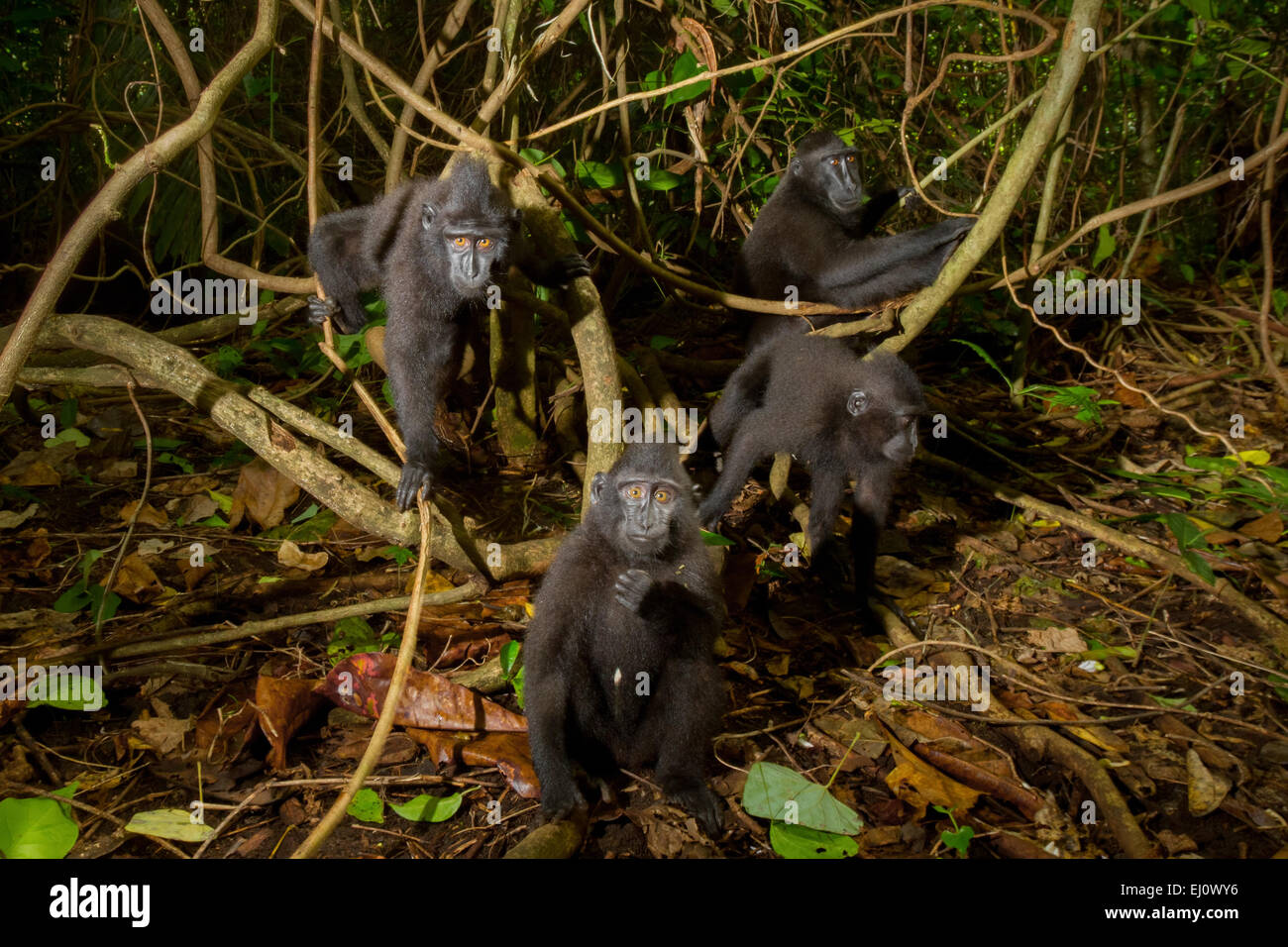 A troop of Celebes crested macaque (Macaca nigra) juveniles are looking ...