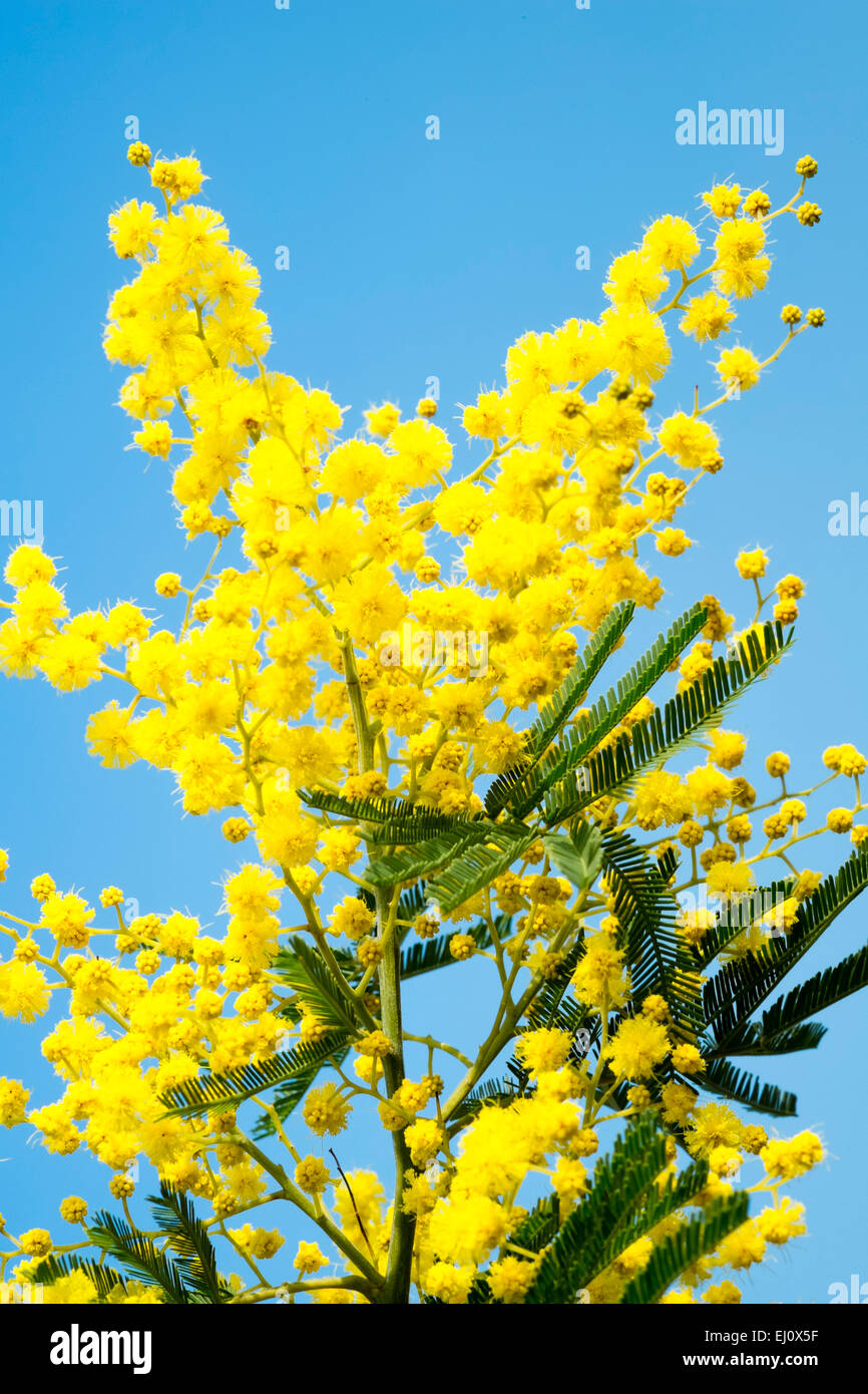 Dealbata High Resolution Stock Photography and Images - Alamy