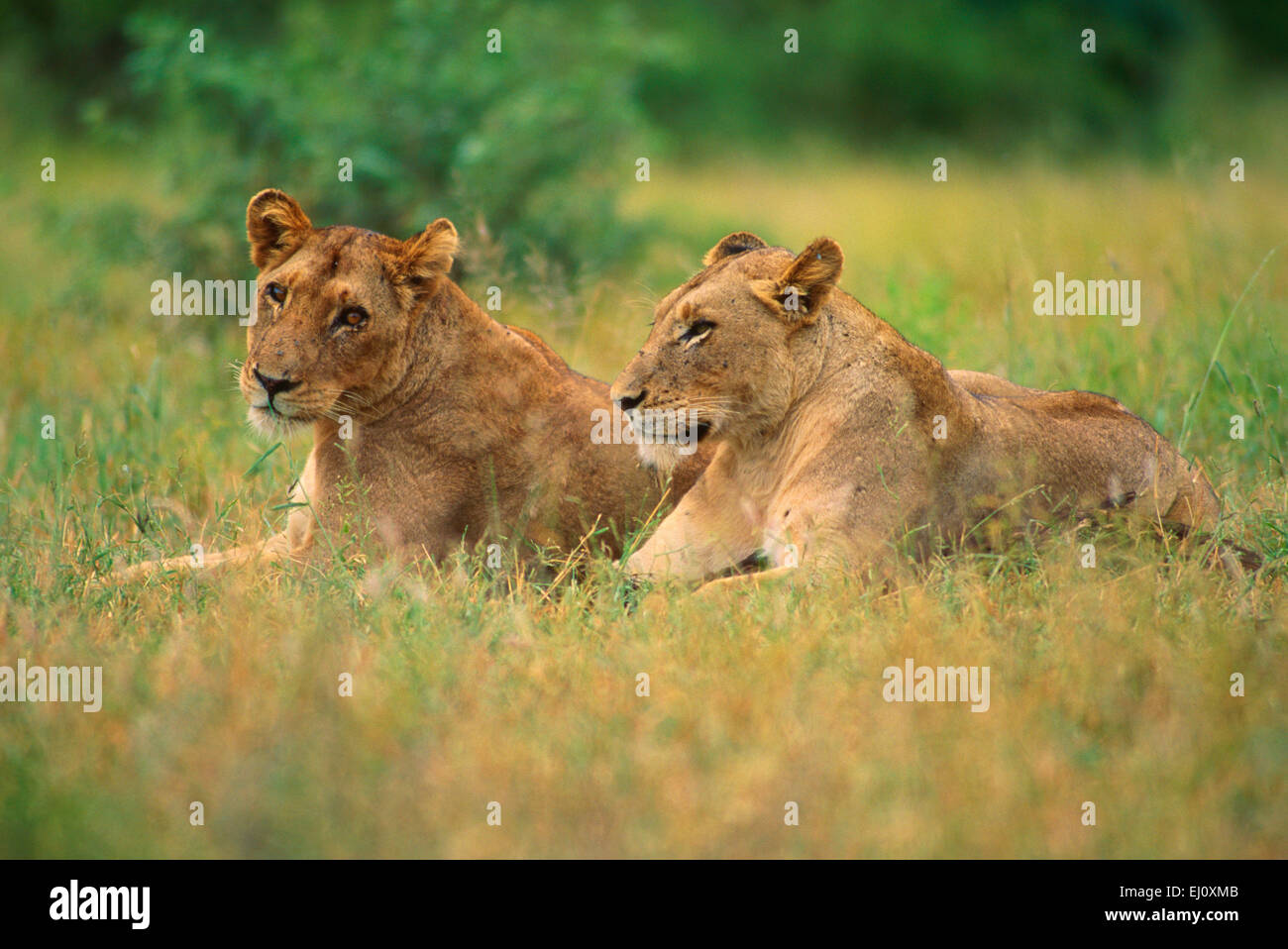 Lion beast hi-res stock photography and images - Alamy