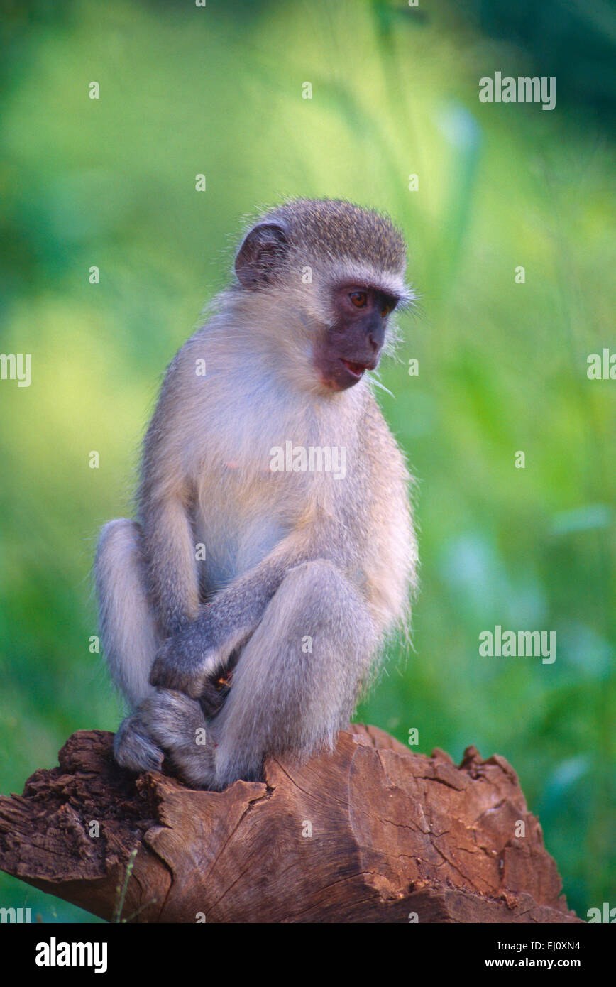 Velvet Monkey, Cercopithecus pygerythrus, Cercopithecidae, Monkey ...