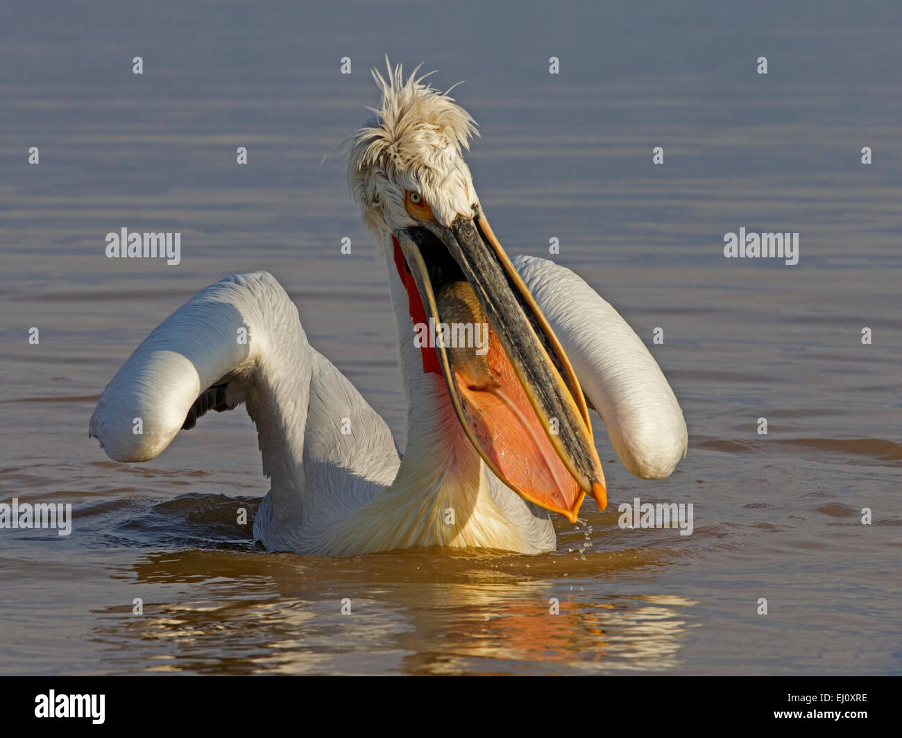 Pelican fish hi-res stock photography and images - Alamy