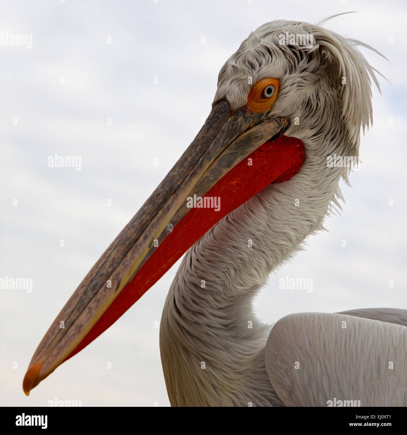 Curly head pelican hi-res stock photography and images - Alamy