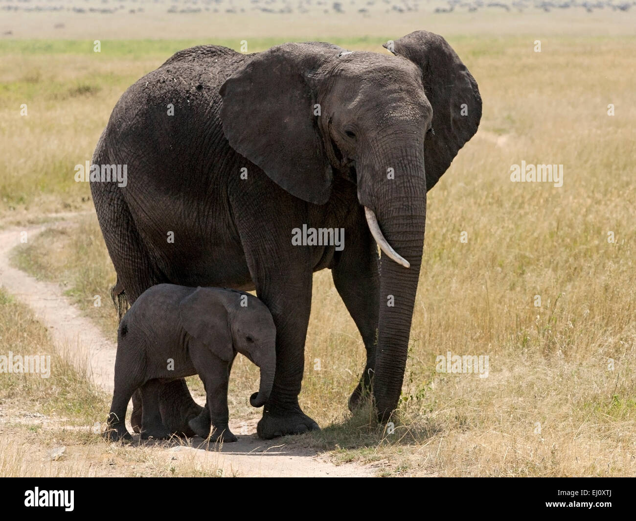 African elephant,cow and calf Stock Photo - Alamy