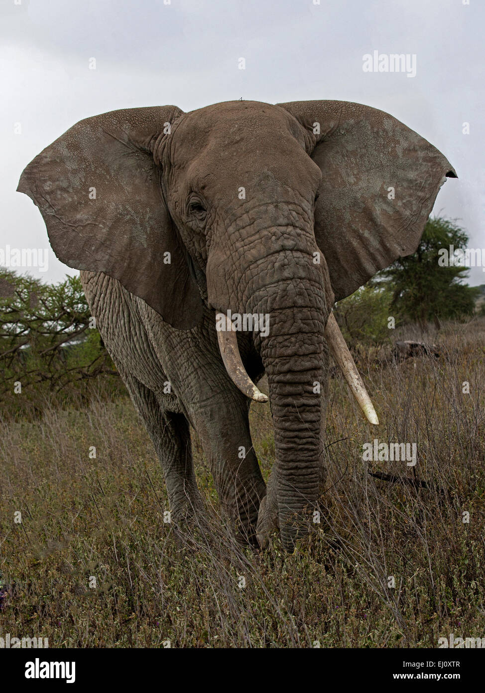 Elephant bull african elephant hi-res stock photography and images - Alamy