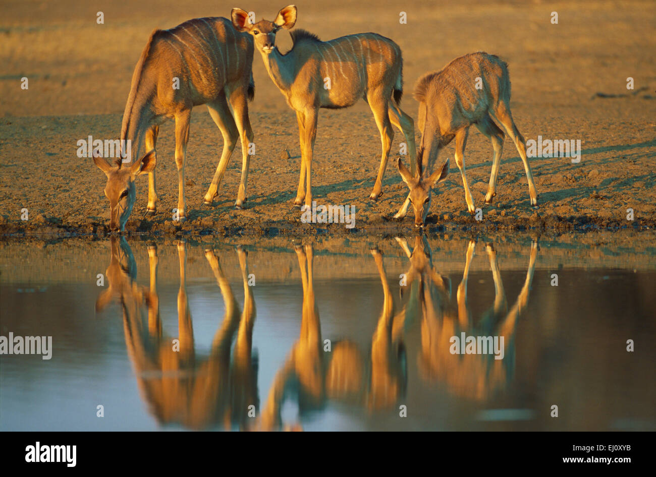 Kudu, Tragelaphus strepsiceros, Bovidae, females, cows, Antelope ...