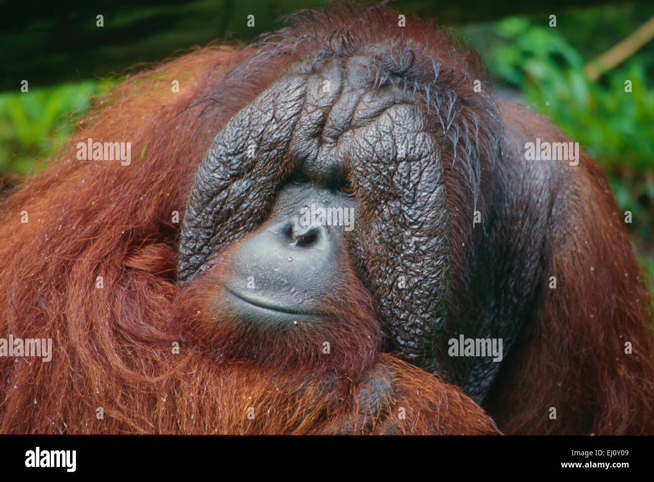 Hominidae hi-res stock photography and images - Alamy