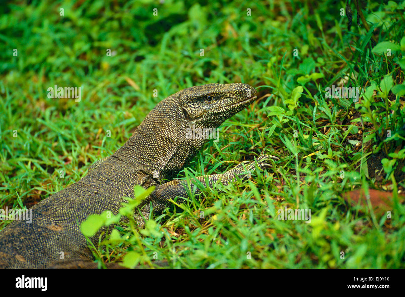 Varanus benegalensis hi-res stock photography and images - Alamy