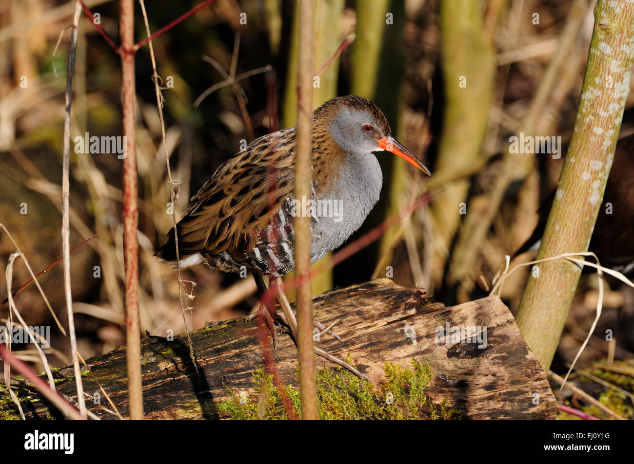 Rail Bird High Resolution Stock Photography and Images - Alamy