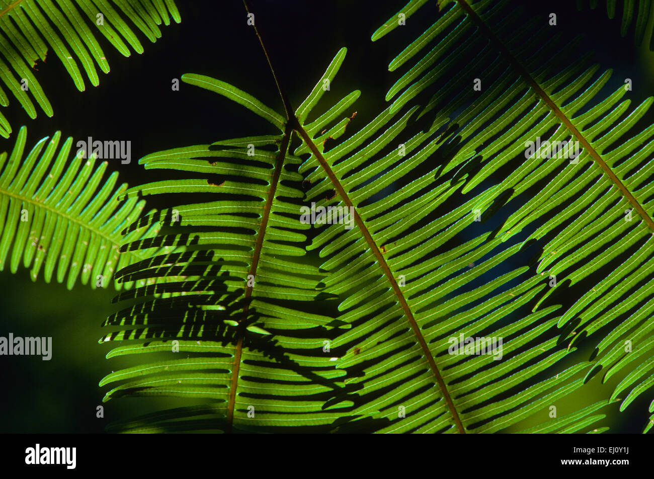 Fern (gleicheniaceae) hi-res stock photography and images - Alamy