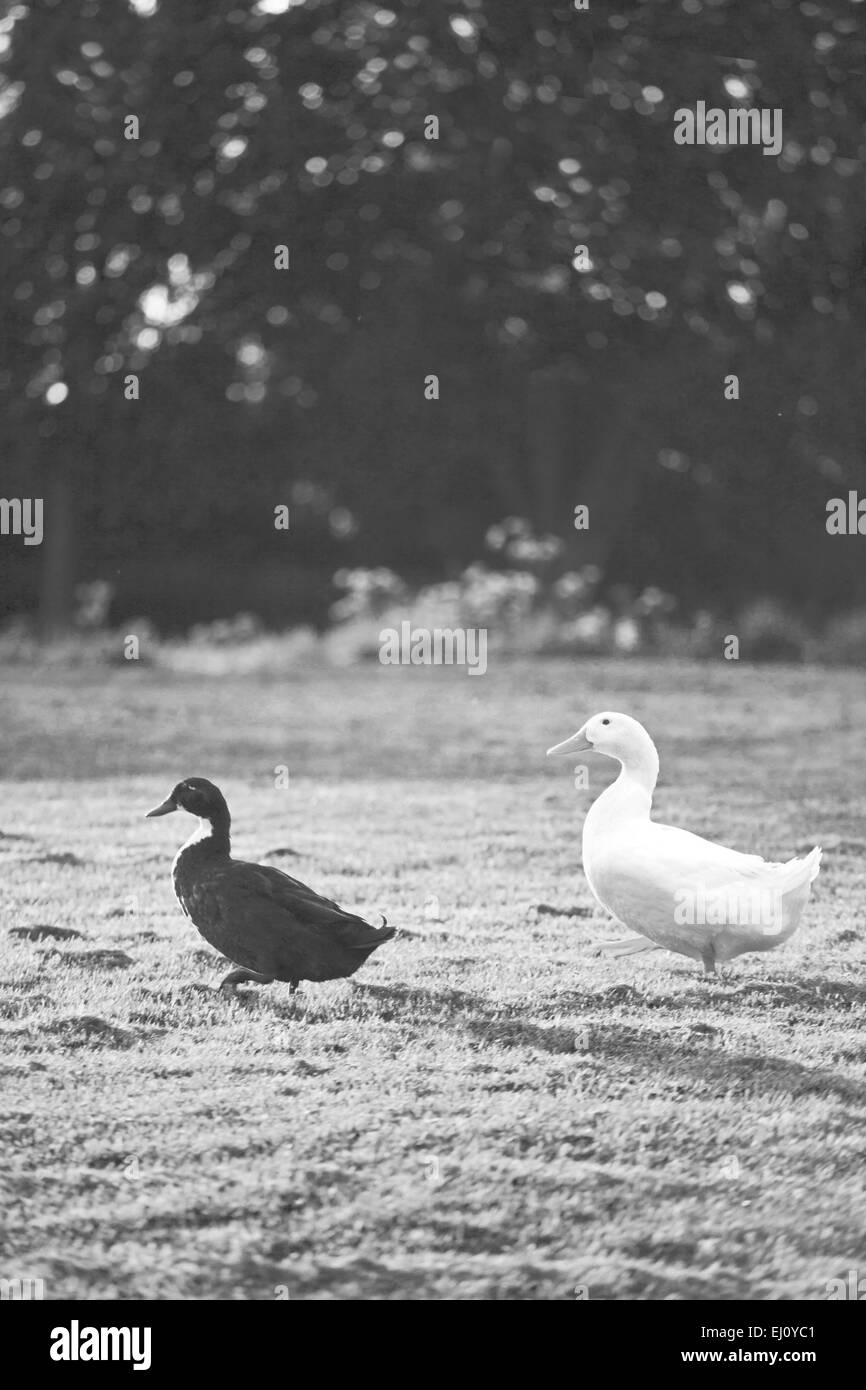 Two ducks duck Black and White Stock Photos & Images - Alamy