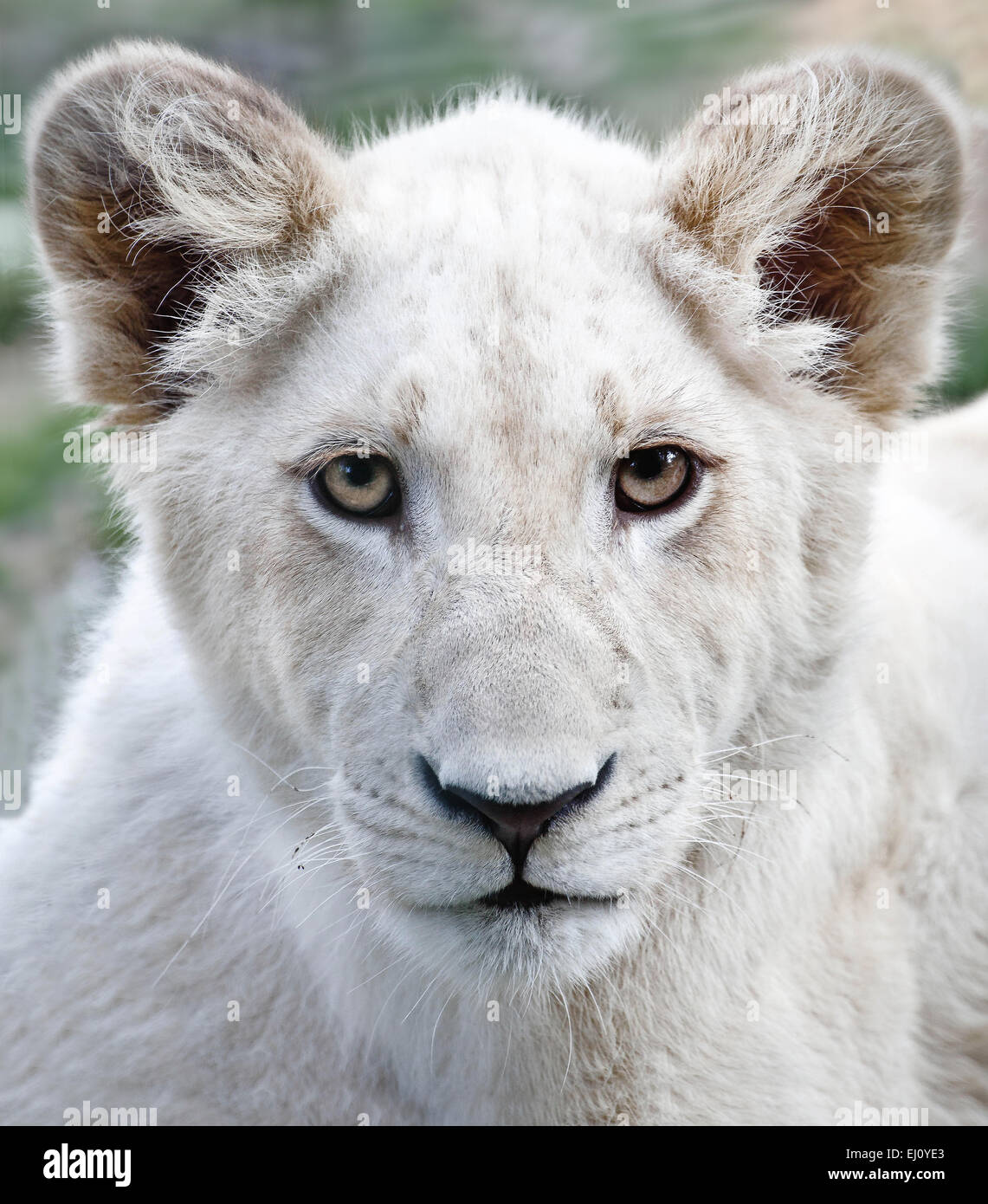 A headshot of a white lion cub Stock Photo - Alamy