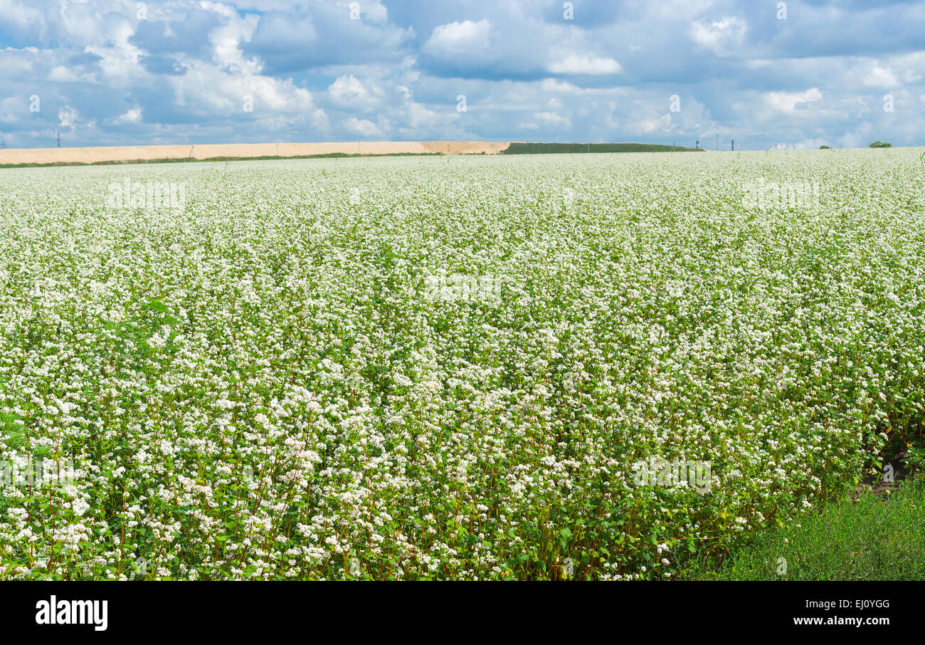 Field with blossoming buckwheat in Ukraine Stock Photo - Alamy