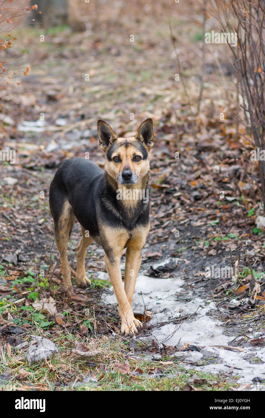 Dog hope hi-res stock photography and images - Alamy