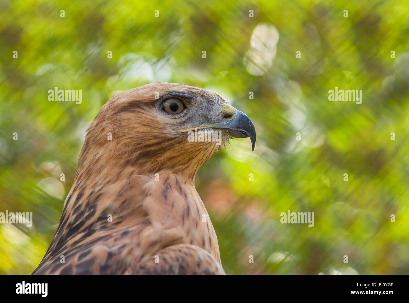 Portrait of Common Buzzard against motley background Stock Photo - Alamy
