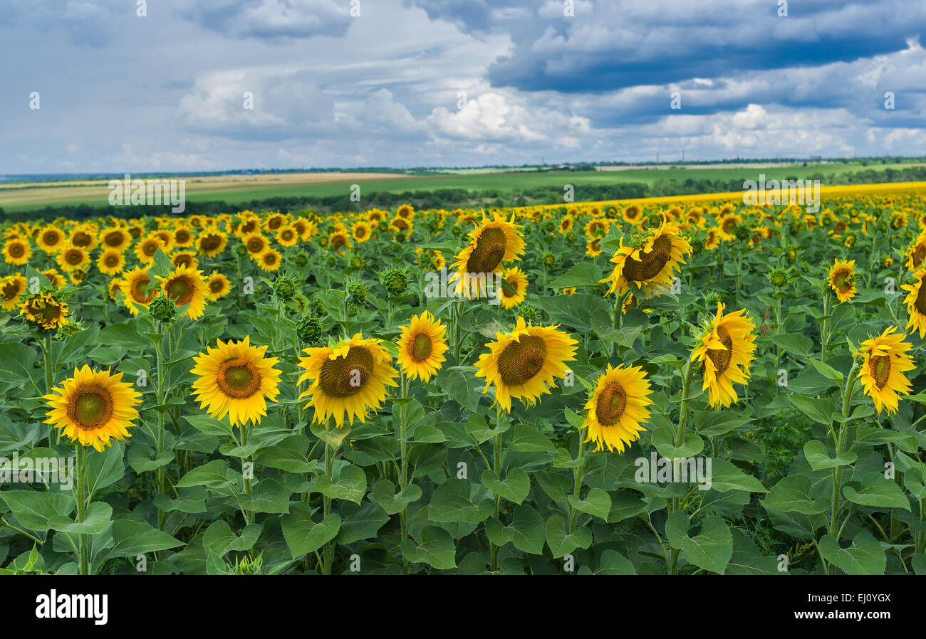 Typical central Ukrainian rural landscape at summer season Stock Photo ...
