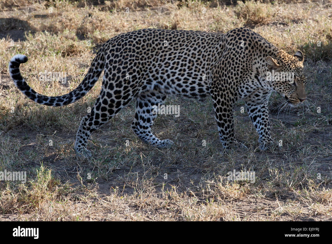 Male leopard walking Stock Photo - Alamy