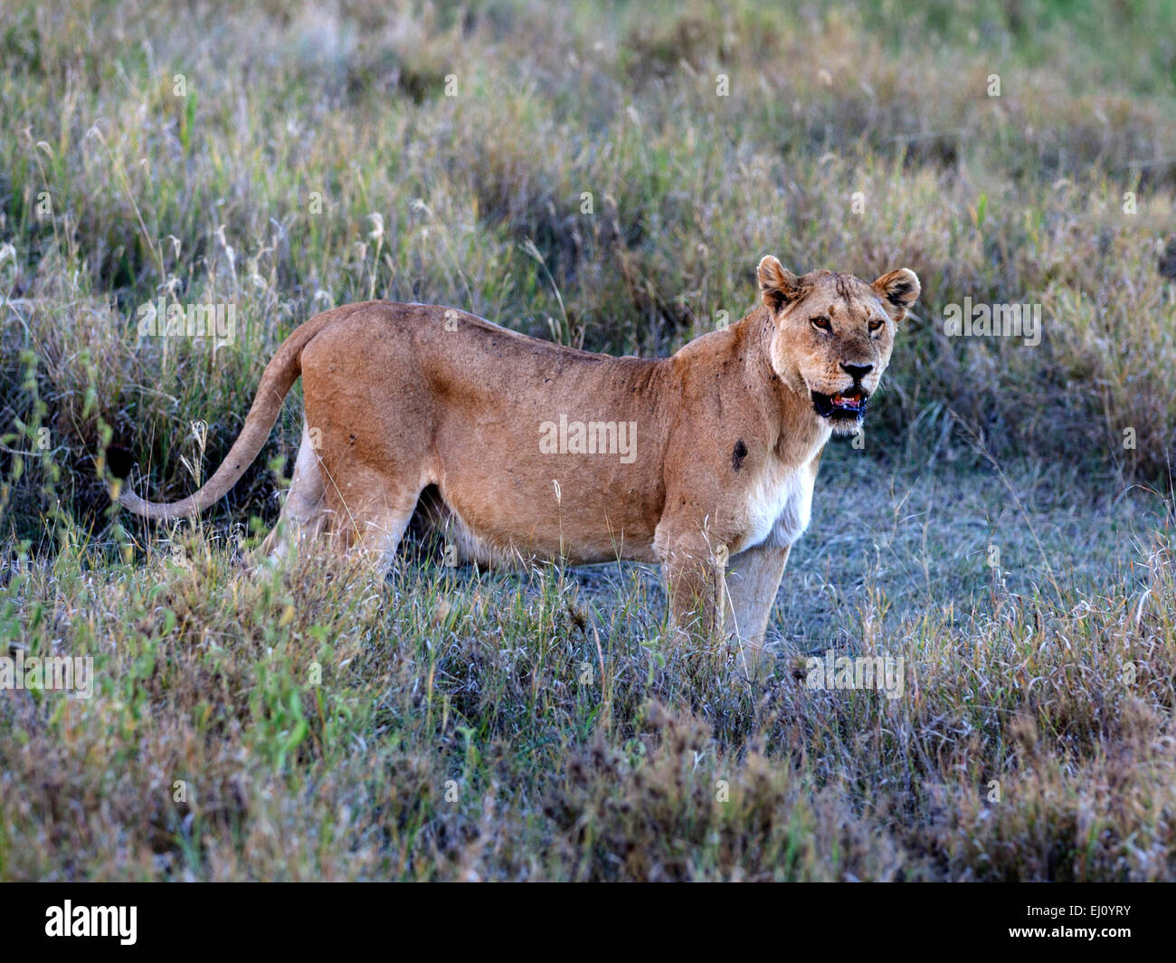 Lioness standing hi-res stock photography and images - Alamy