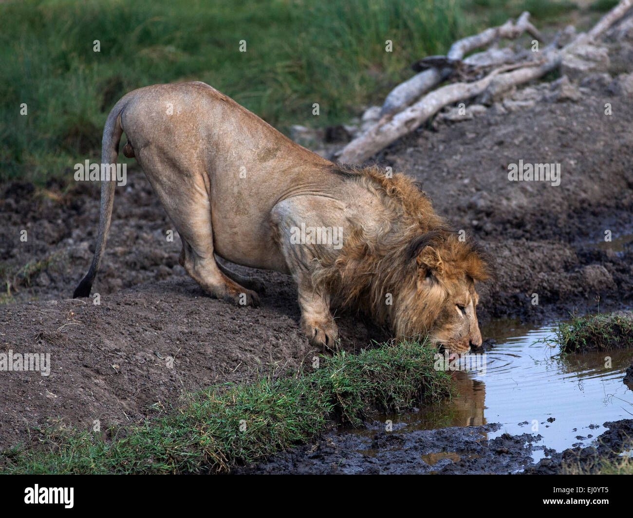 Drinking lion hi-res stock photography and images - Alamy