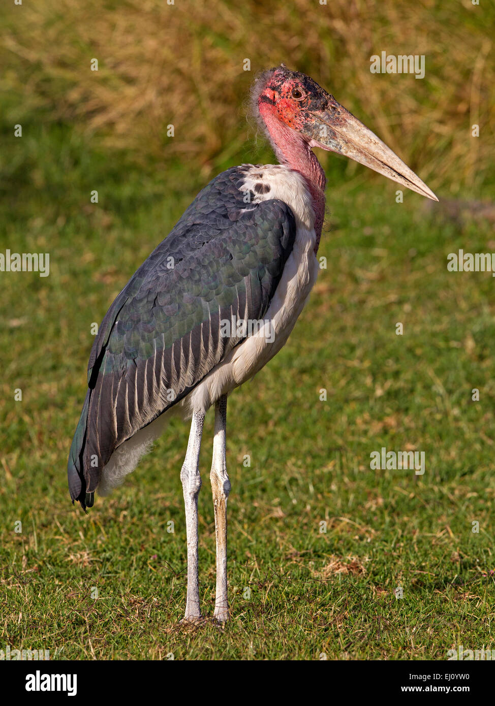Marabou stork standing Stock Photo - Alamy