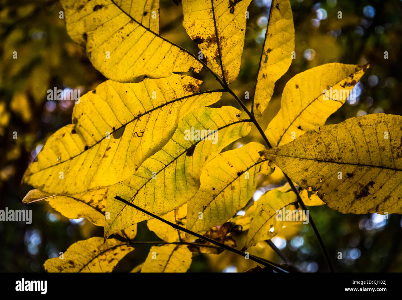 Yellow autumn leaves Stock Photo - Alamy