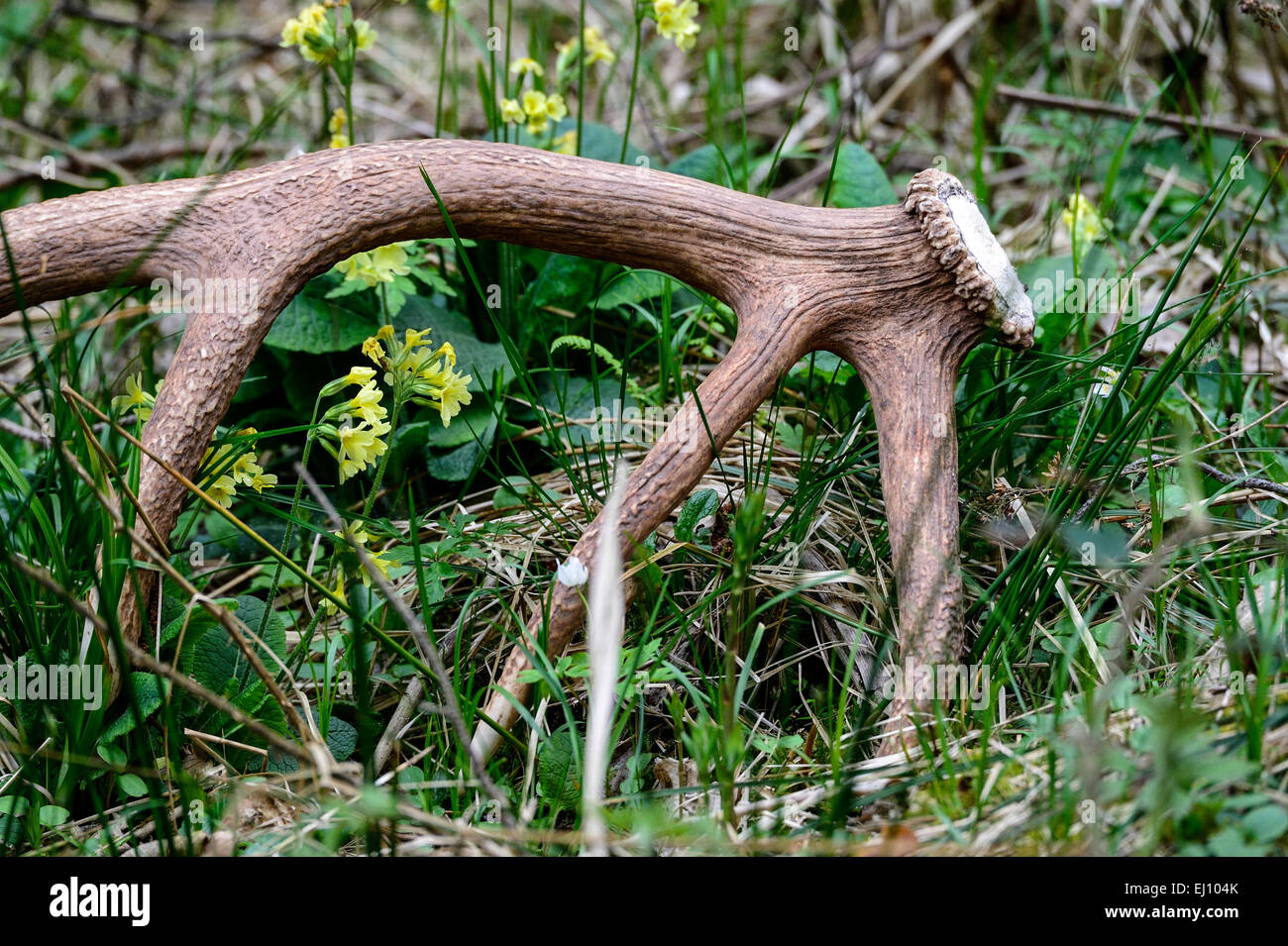 Dropping, antlers, antler dropping, antler, antler pole, Germany ...