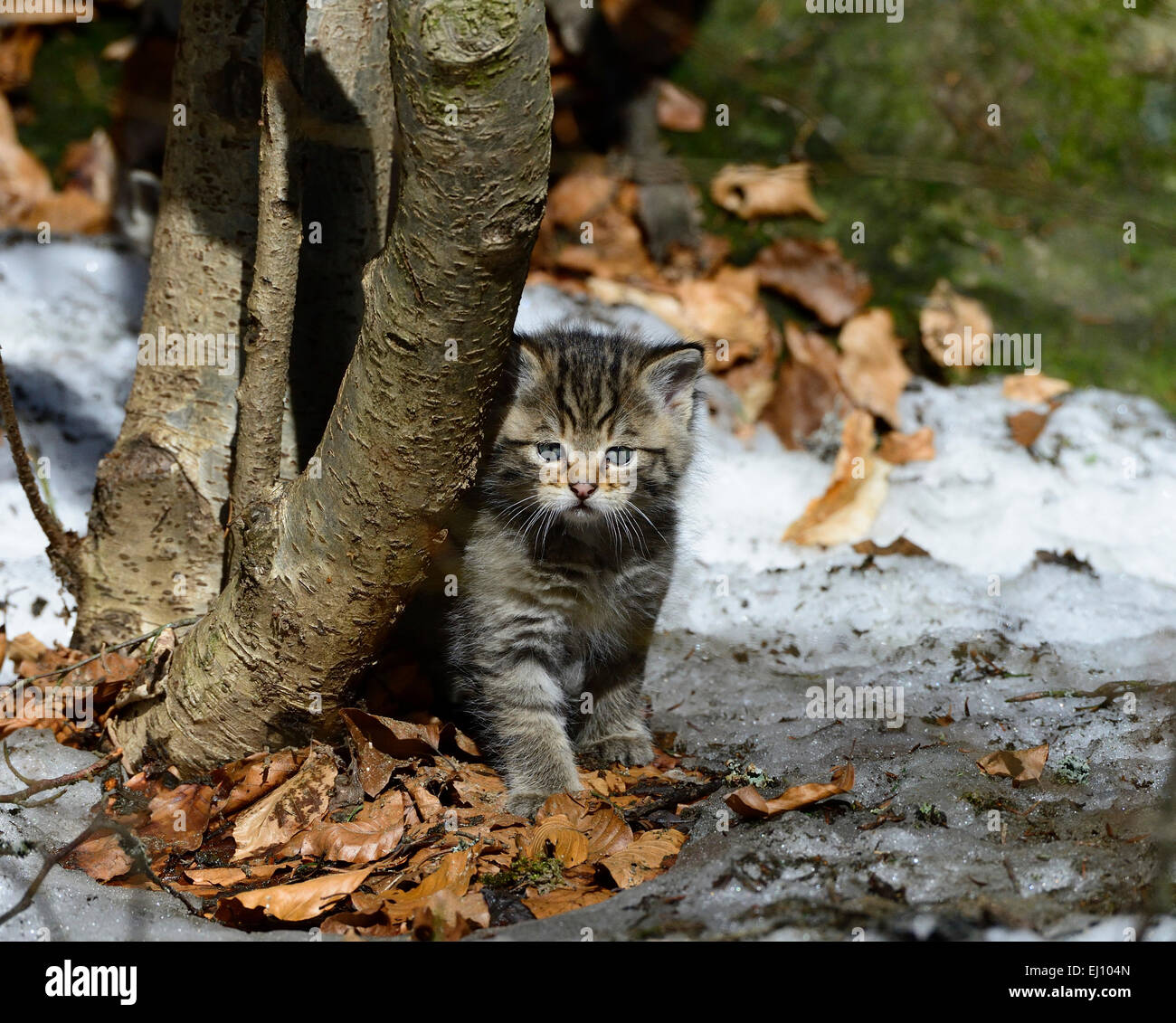 Wildcat, predator, small cats, cats, cat, wild cats, Felis silvestris ...