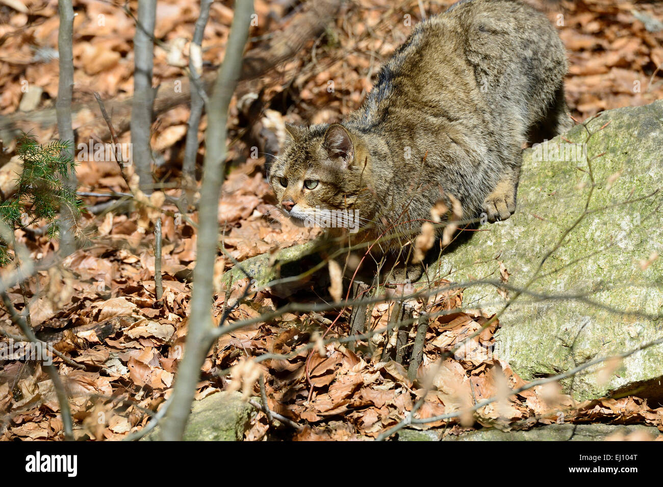 Wildcat, predator, small cats, cats, cat, wild cats, Felis silvestris ...