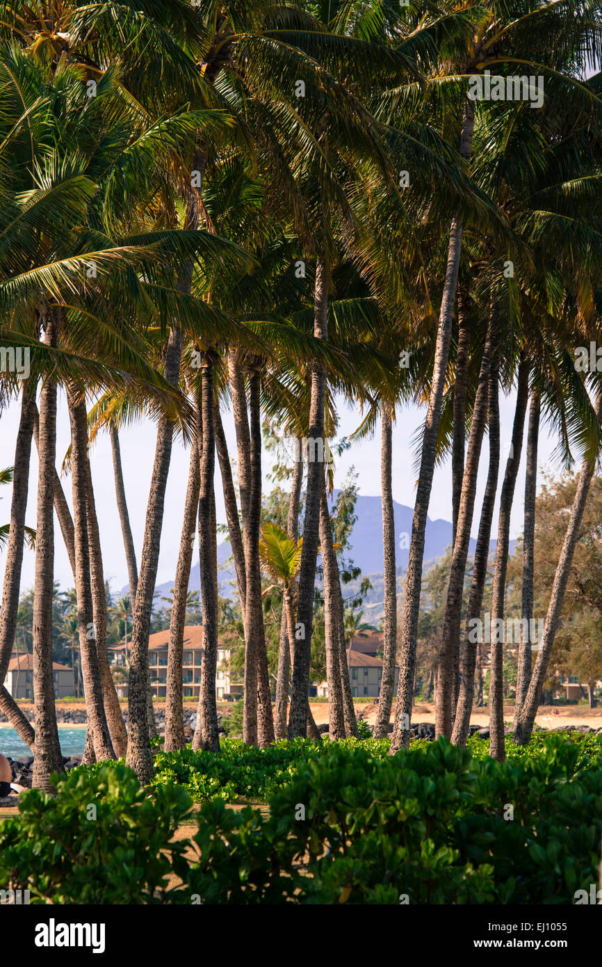 Poipu sunset with palm trees kauai hi-res stock photography and images ...