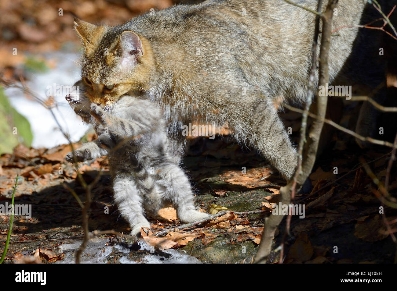 Wildcat, predator, small cats, cats, cat, wild cats, Felis silvestris ...