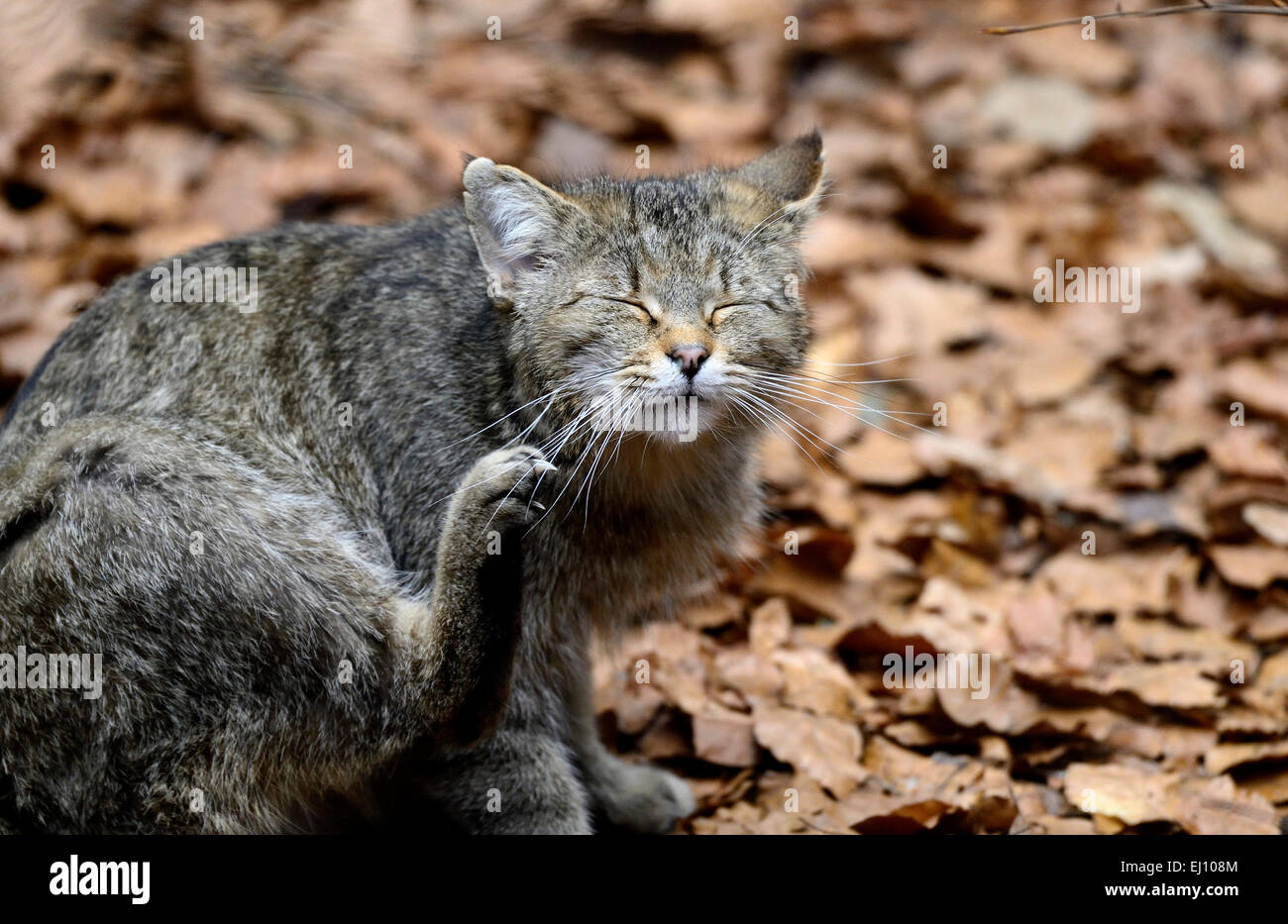 Wildcat, predator, small cats, cats, cat, wild cats, Felis silvestris ...