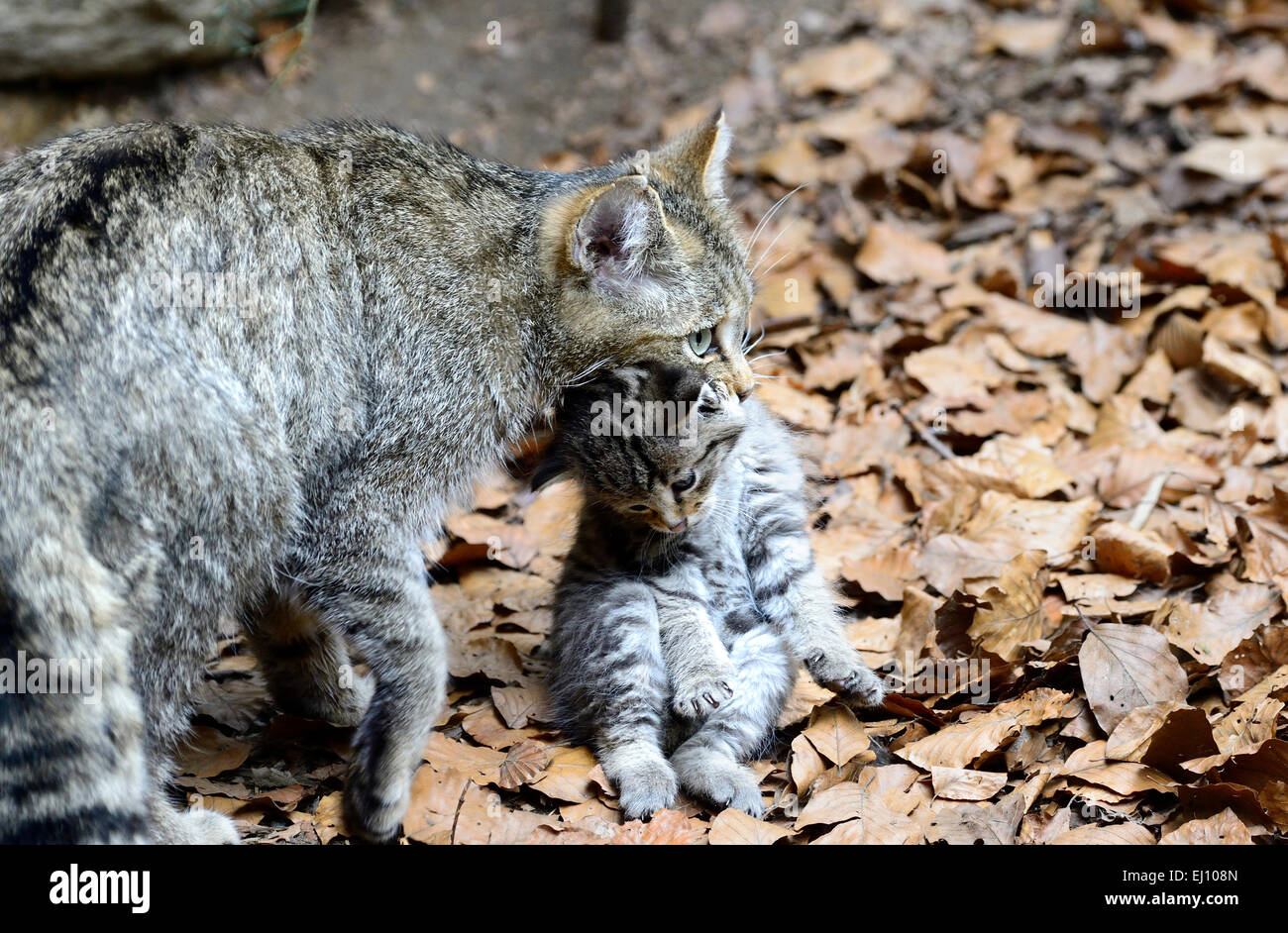 Wildcat, predator, small cats, cats, cat, wild cats, Felis silvestris ...