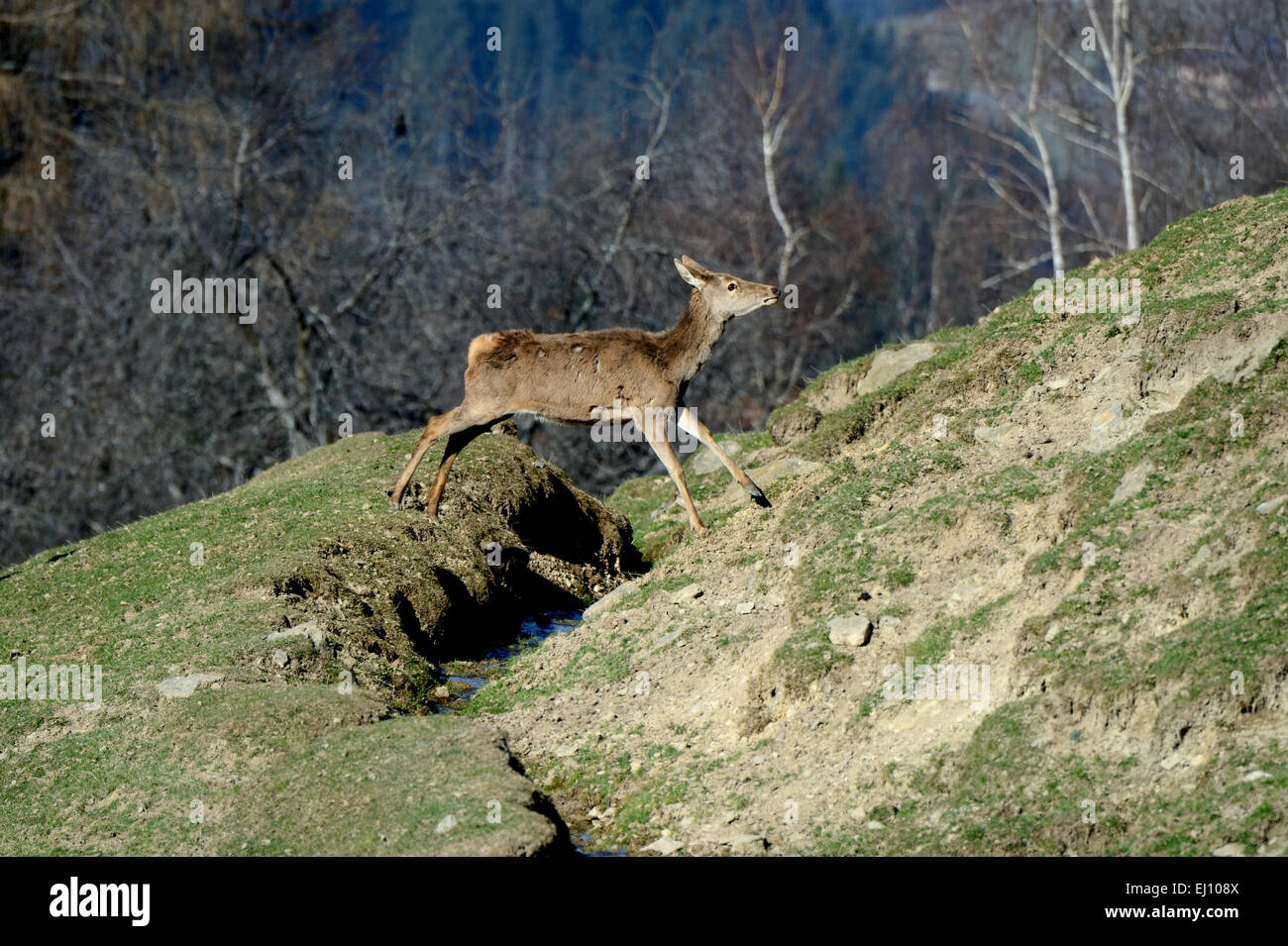 Red deer, antlers, Germany, Cervids, Cervus elaphus, deer, hoofed ...