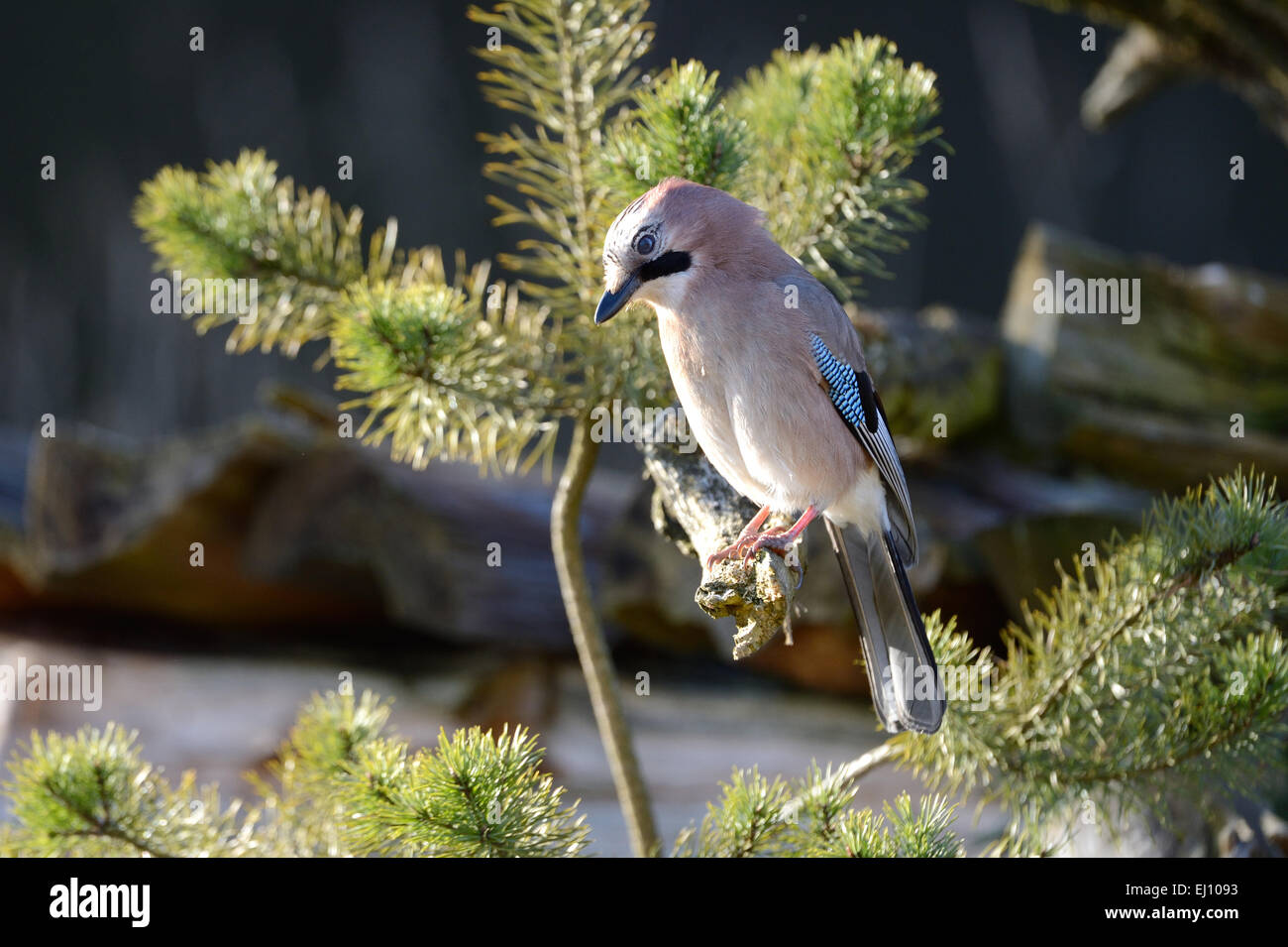 Jay bird hi-res stock photography and images - Alamy