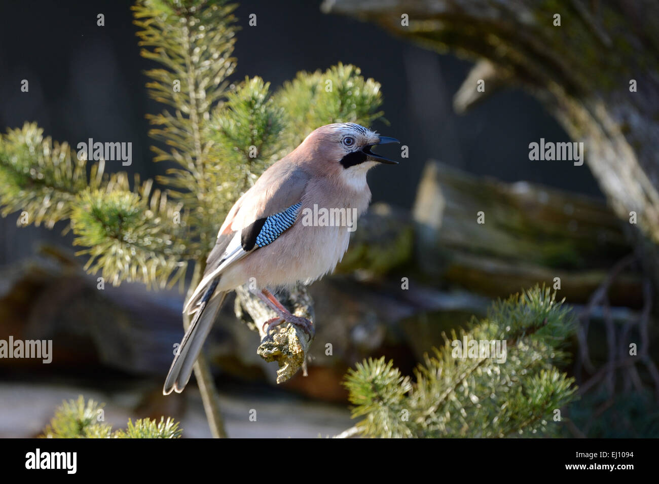 Jay bird hi-res stock photography and images - Alamy