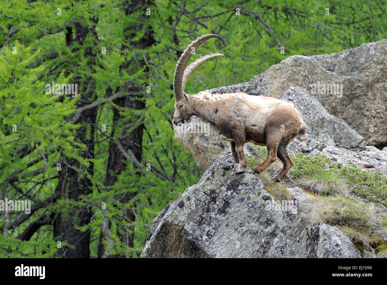 Capricorn, Ibex, mountain nanny goat, ruminat, Bovidae, Boviden ...