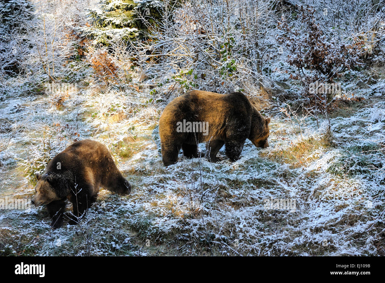 Brown bear, bear, European bear, fur, predator, animals, Ursus arctos ...