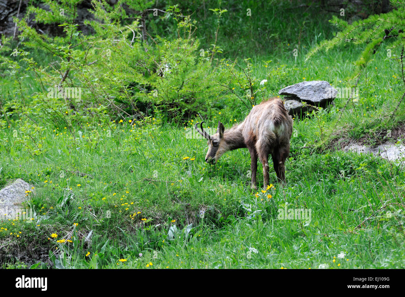 Ruminat animal hi-res stock photography and images - Alamy