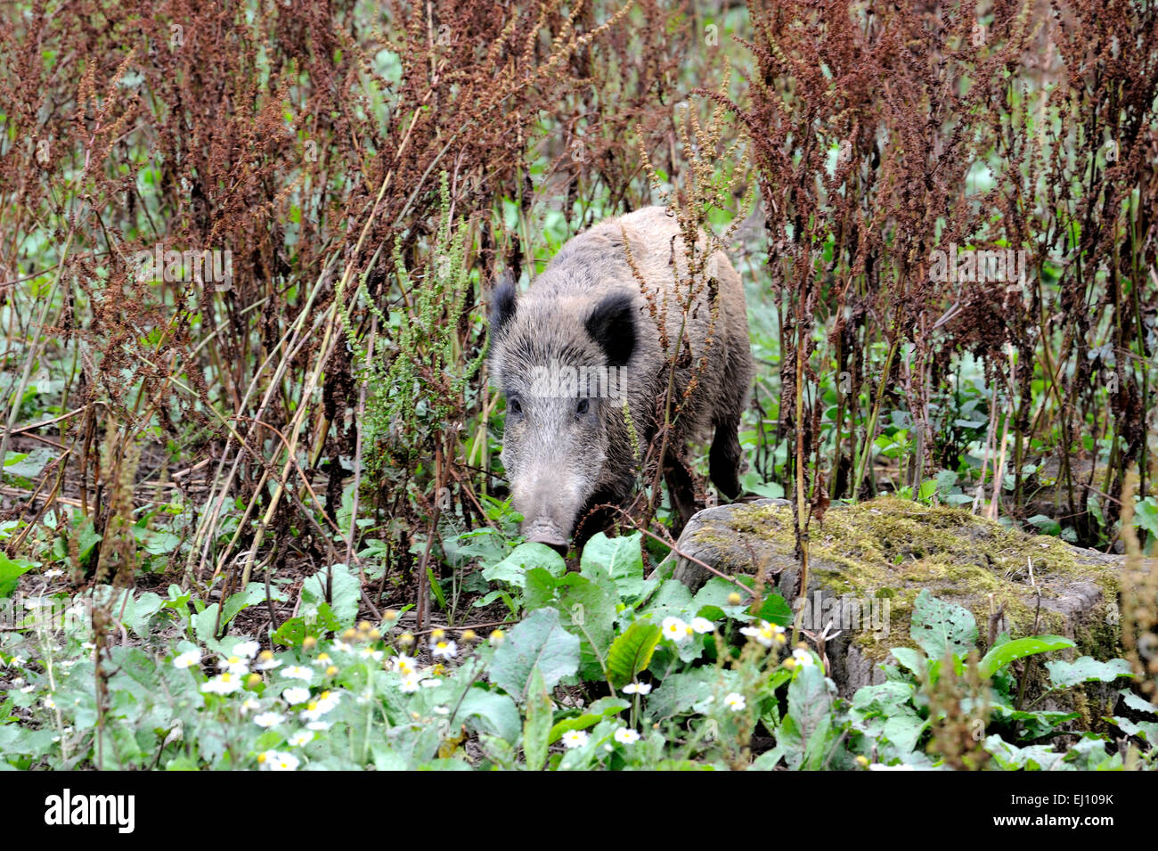Wild boar, Sus scrofa scrofa, sow, wild boars, black game, black smock ...